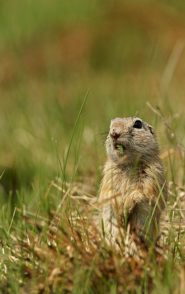 Ziesel Foto & Bild | tiere, wildlife, säugetiere Bilder auf fotocommunity