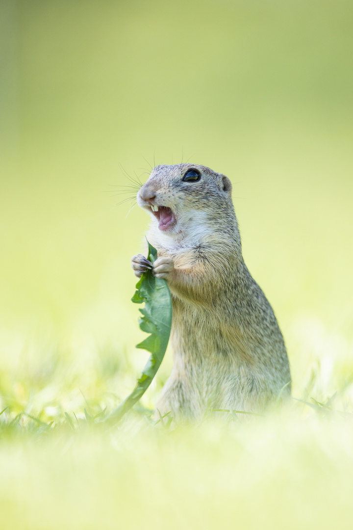 Ziesel Foto & Bild | monatswettbewerbe natur, foto des jahres 22 ...