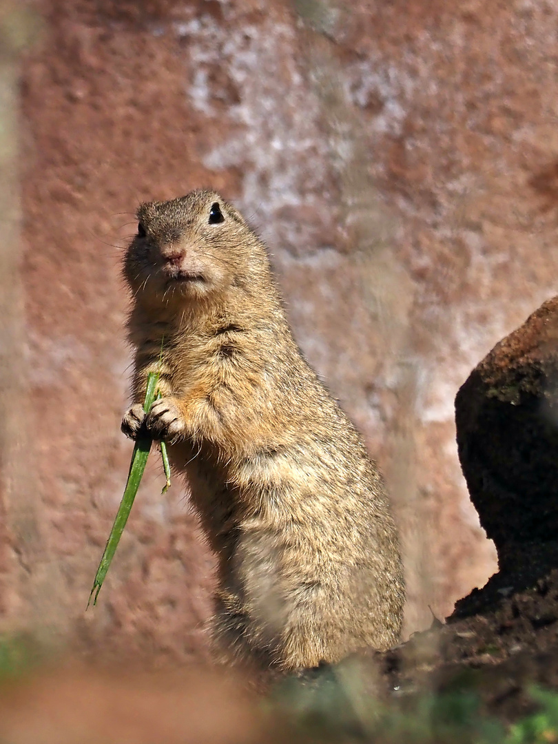 Ziesel Foto & Bild | Bilder auf fotocommunity