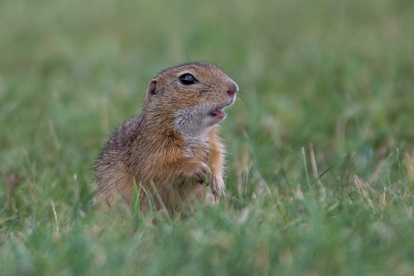 Ziesel Foto & Bild | tiere, wildlife, säugetiere Bilder auf fotocommunity
