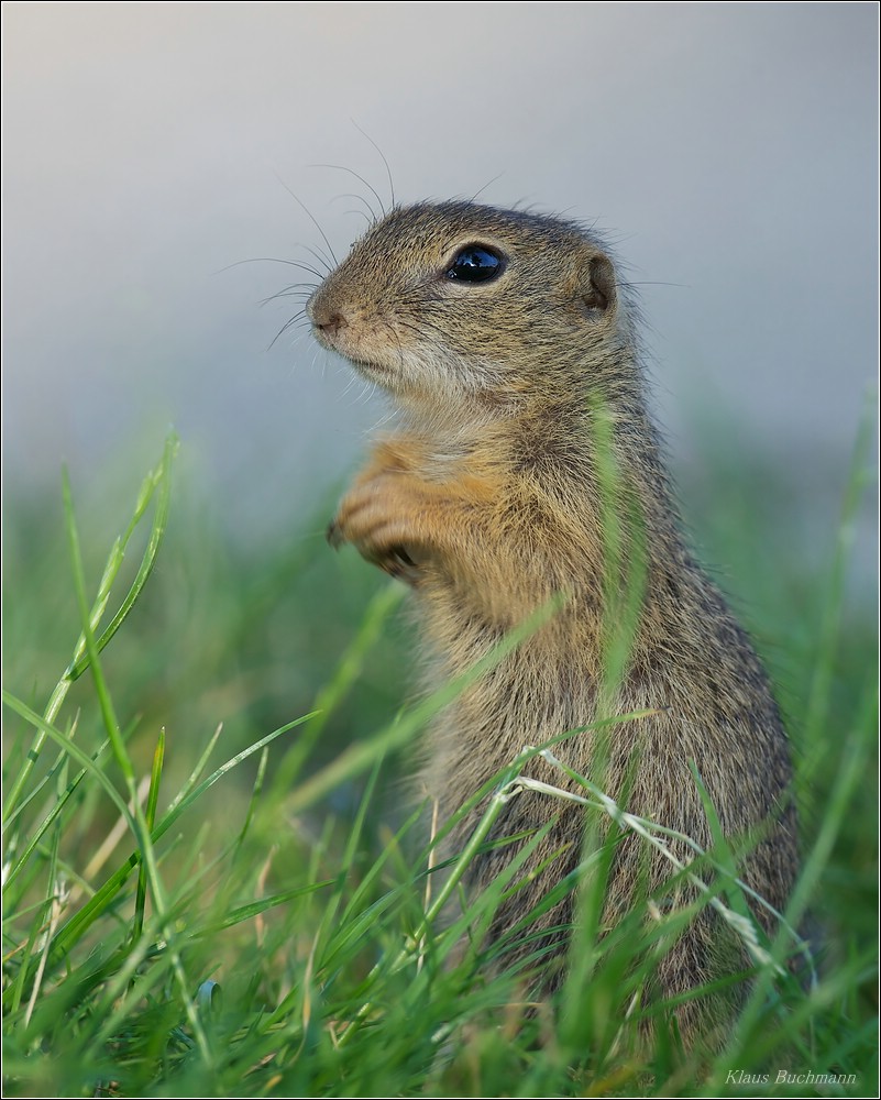 Ziesel Foto & Bild | tiere, wildlife, säugetiere Bilder auf fotocommunity