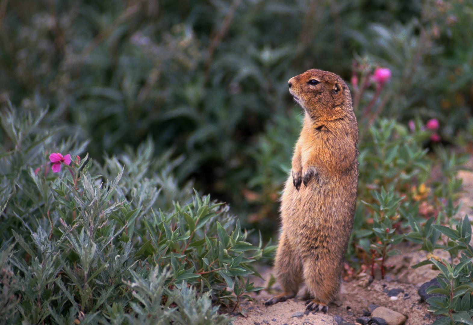 - ZIESEL - Foto & Bild | fotos, world, natur Bilder auf fotocommunity