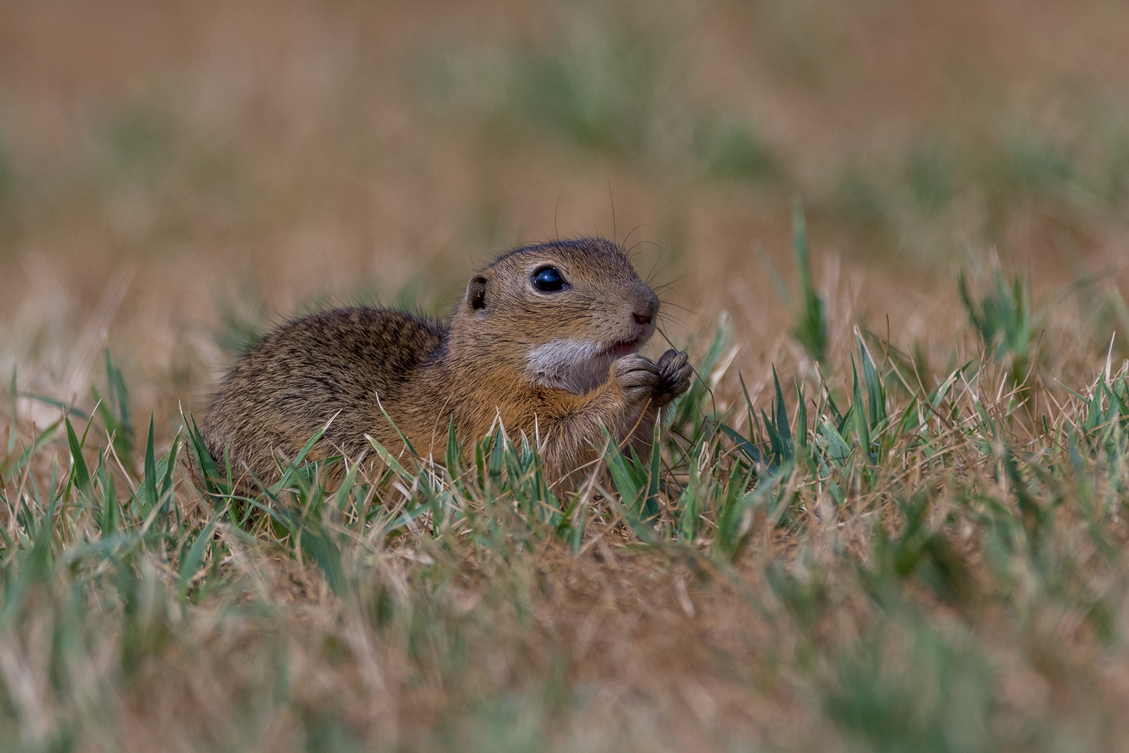 Ziesel Foto & Bild | tiere, wildlife, wildlife: sonstige tiere Bilder ...