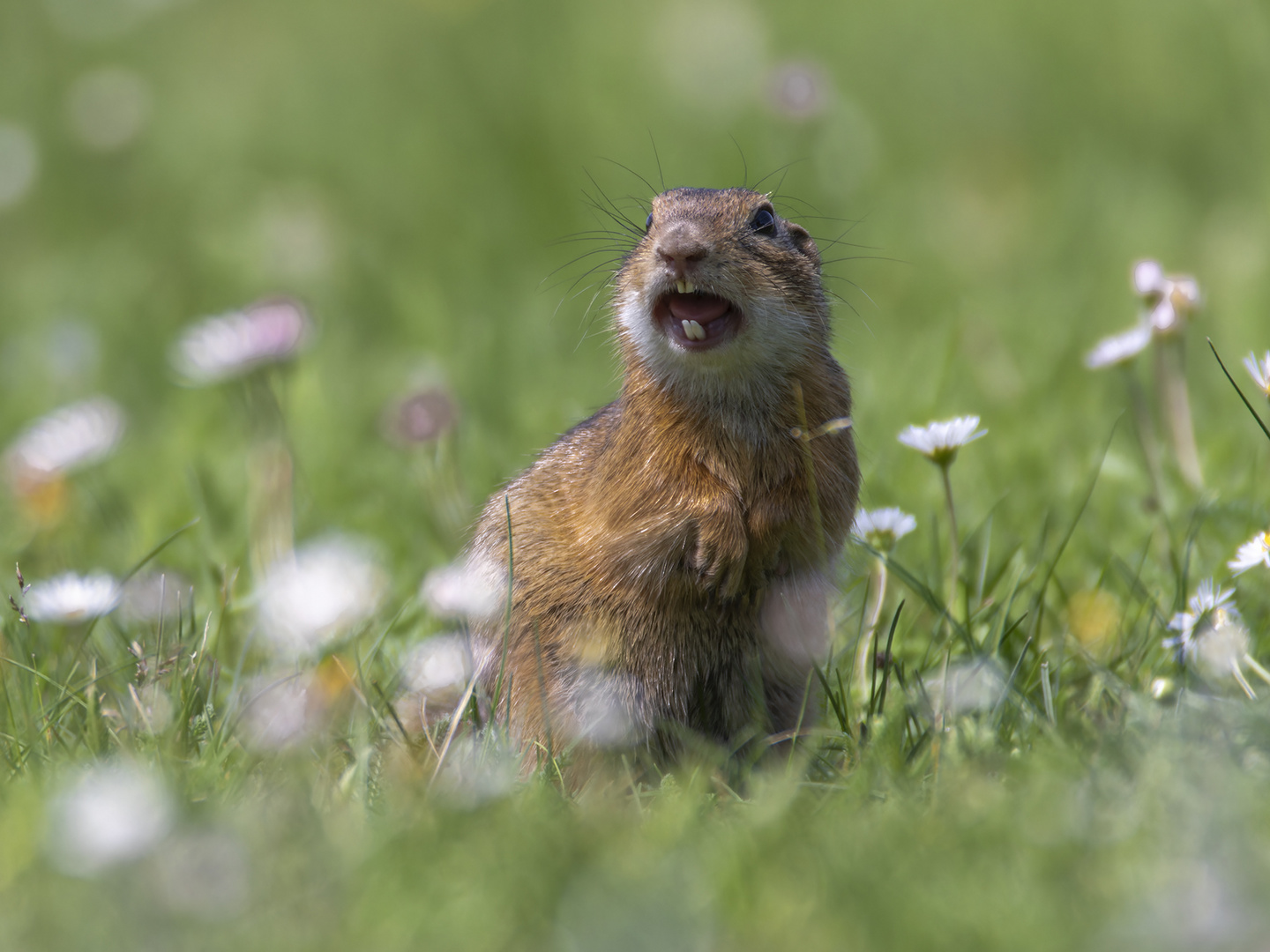 Ziesel Foto & Bild | tiere, wildlife, wildlife: sonstige tiere Bilder ...