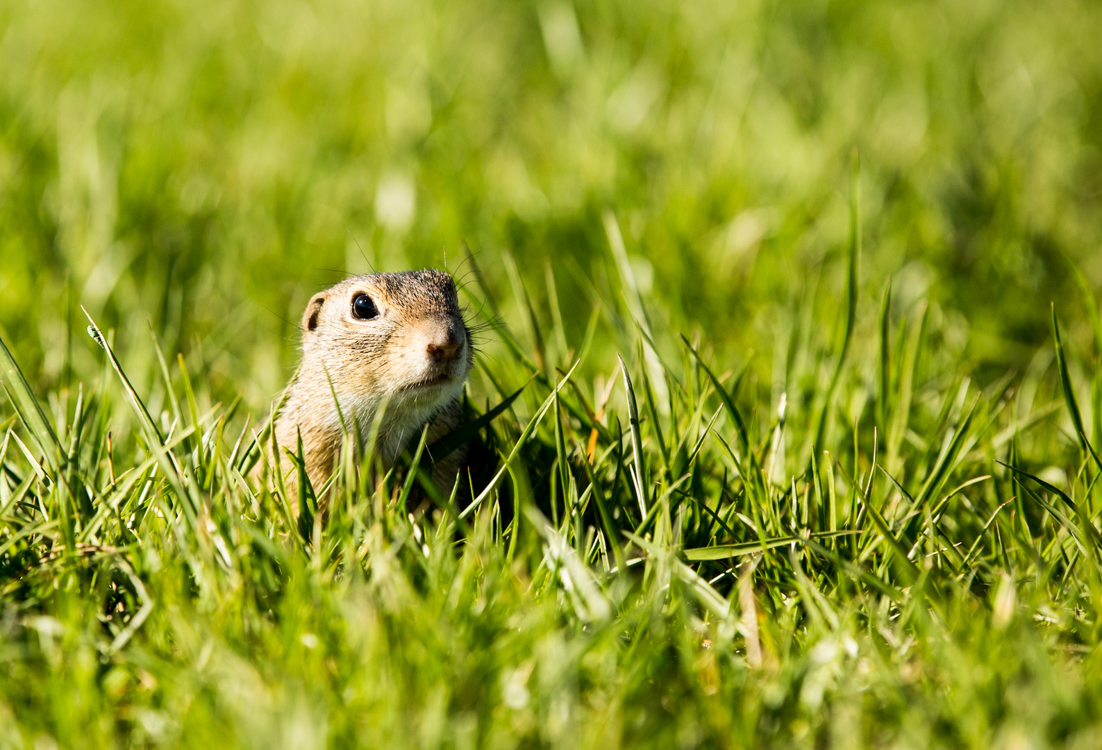 Ziesel Foto & Bild | tiere, wildlife, natur Bilder auf fotocommunity