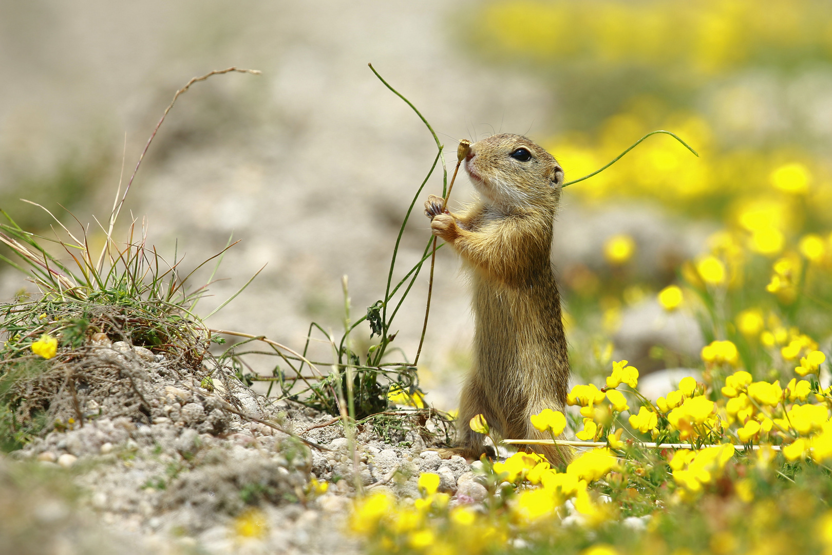 Ziesel Foto & Bild | natur, tiere, wildlife Bilder auf fotocommunity