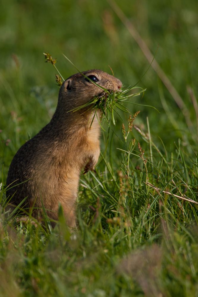 Ziesel Foto & Bild | tiere, wildlife, säugetiere Bilder auf fotocommunity