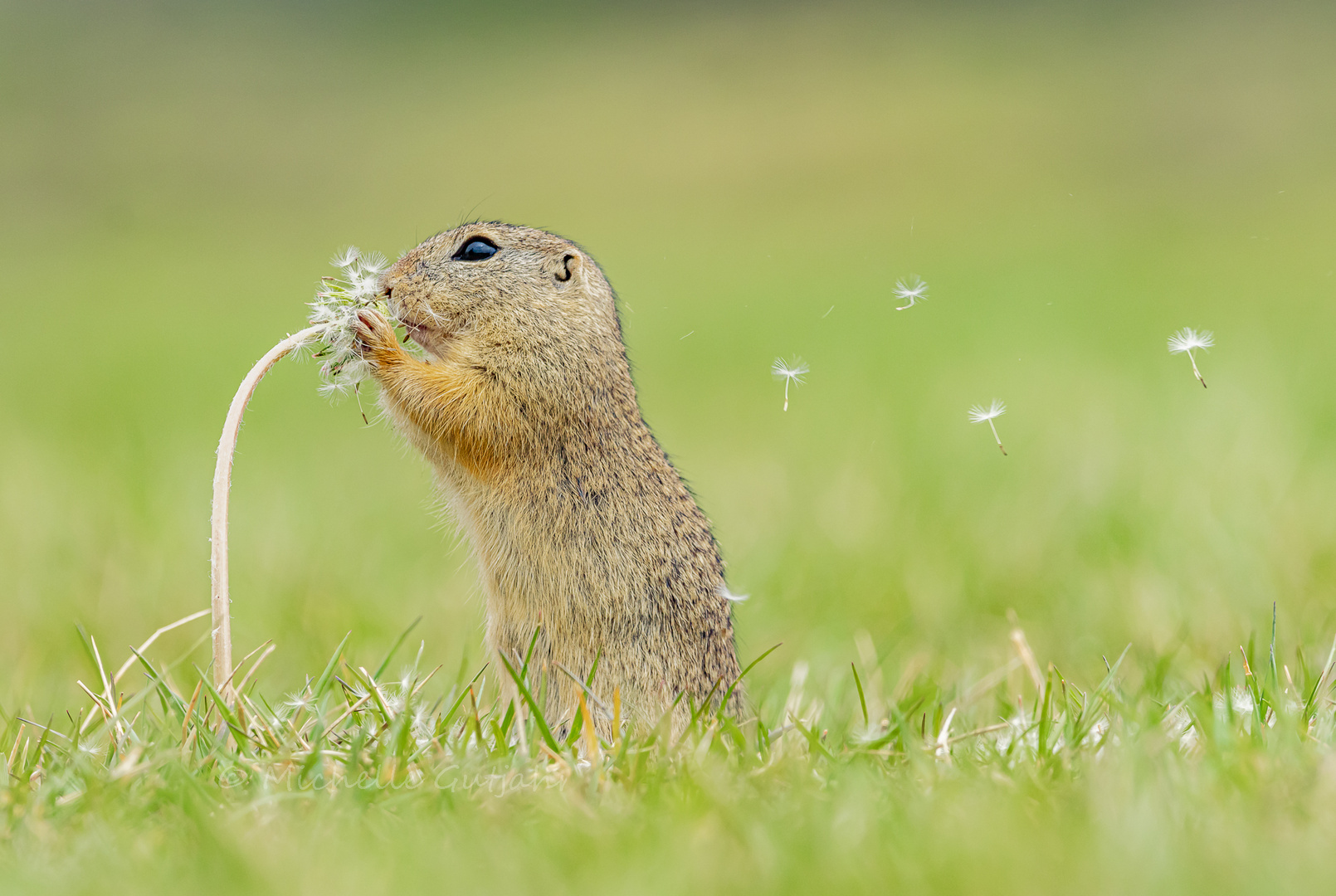 Ziesel Foto & Bild | tierfoto, tierfotografie, ziesel Bilder auf ...
