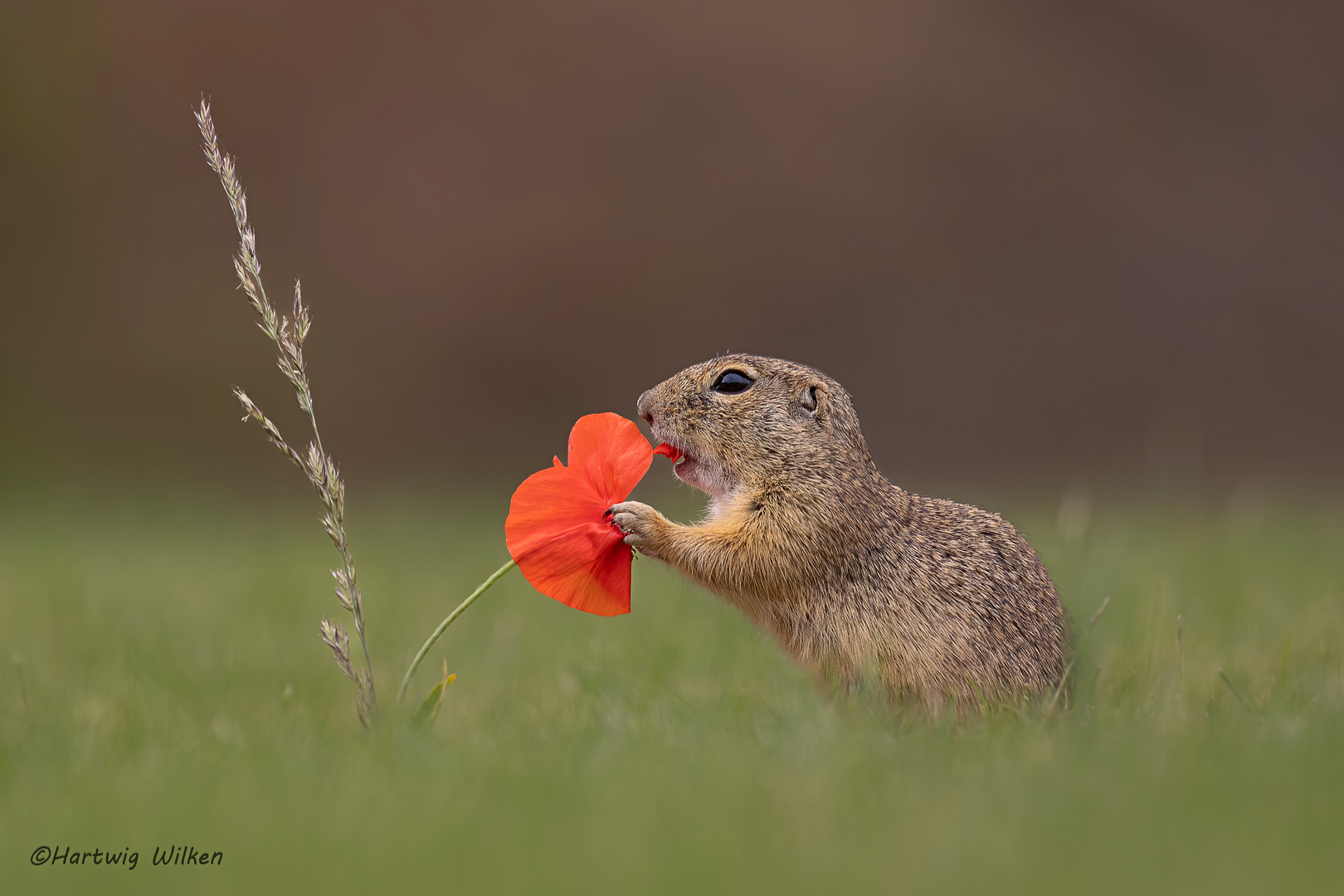 Ziesel Foto & Bild | tiere, wildlife, säugetiere Bilder auf fotocommunity