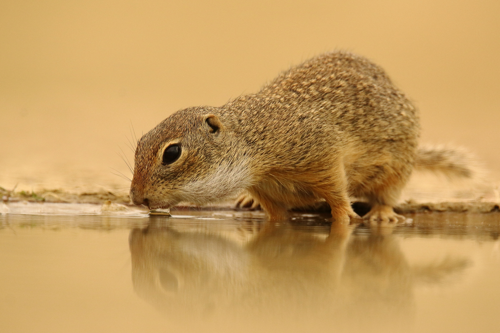 Ziesel Foto & Bild | tiere, wildlife, natur Bilder auf fotocommunity