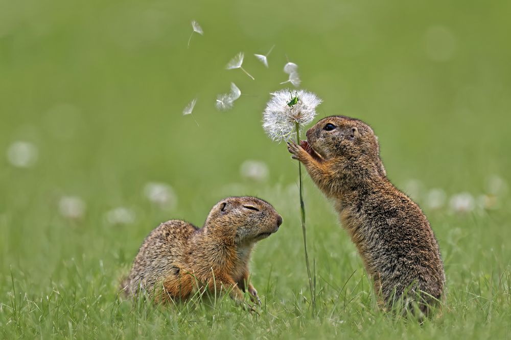 Ziesel - Freunde Foto & Bild | tiere, wildlife, säugetiere Bilder auf ...