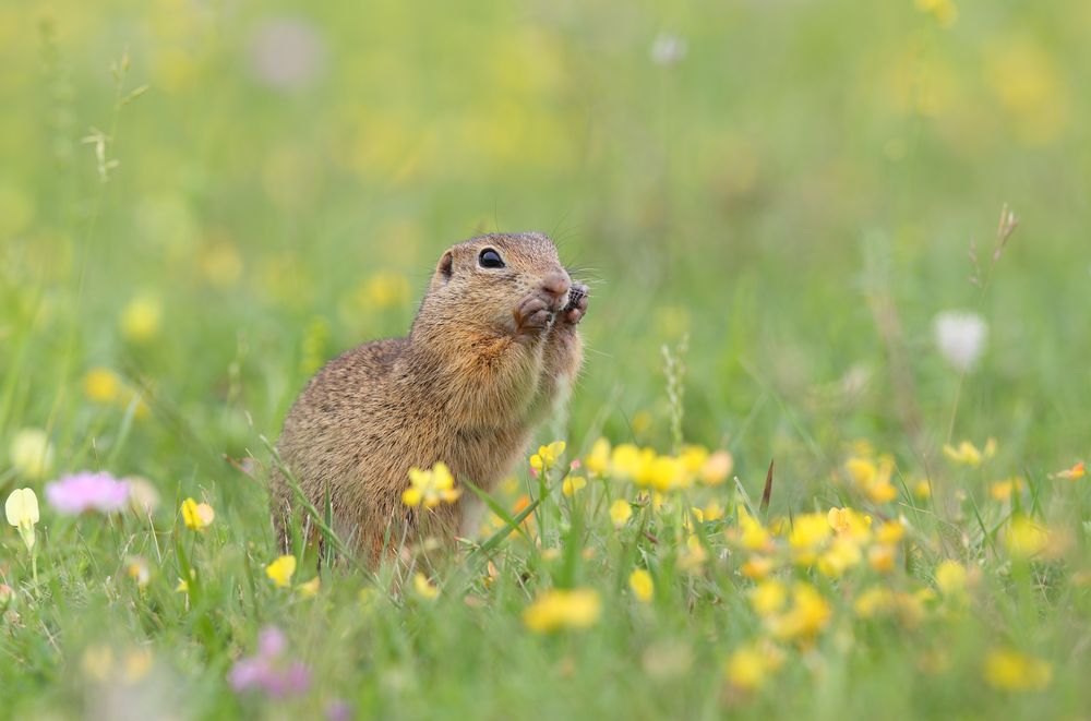 Ziesel in Blumenwiese Foto & Bild | natur, tiere, wildlife Bilder auf fotocommunity