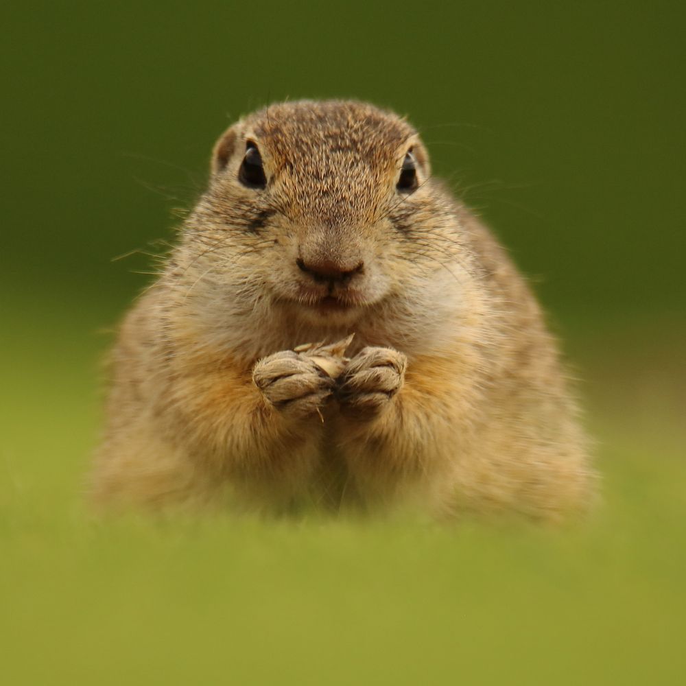 Ziesel-Portrait Foto & Bild | tiere, wildlife, natur Bilder auf ...