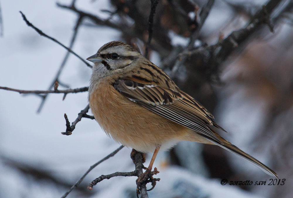 zigolo mucciato Foto % Immagini| animali, uccelli allo stato libero ...