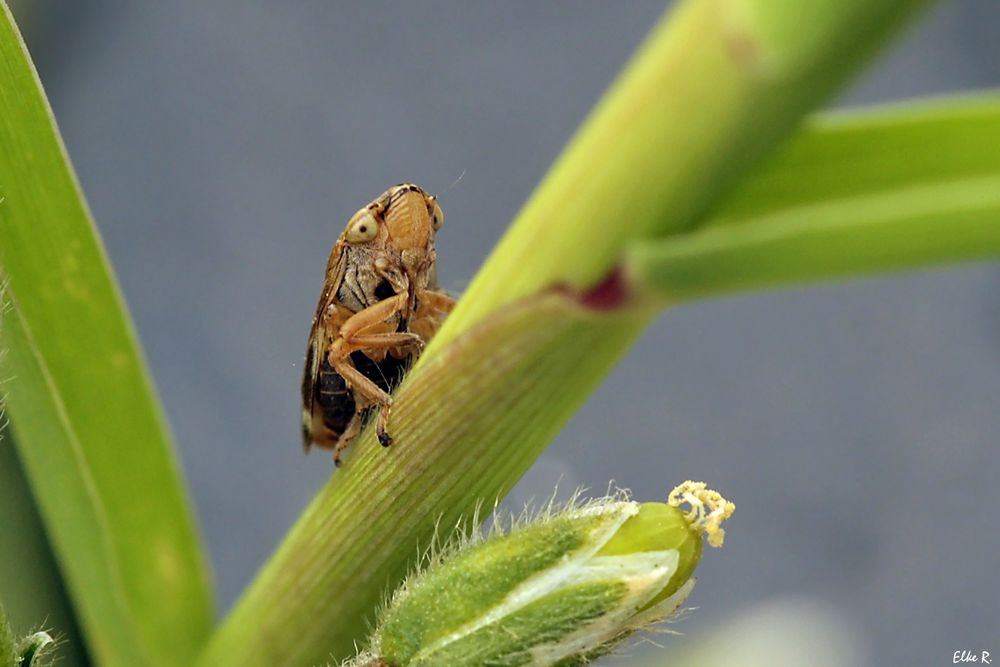 Zikade Foto & Bild | insekten, tiere, wildlife Bilder auf fotocommunity