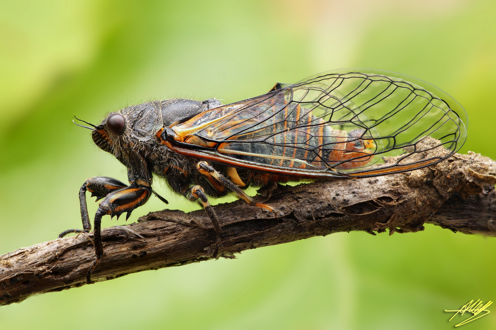 Zikade Foto & Bild | tiere, wildlife, insekten Bilder auf fotocommunity