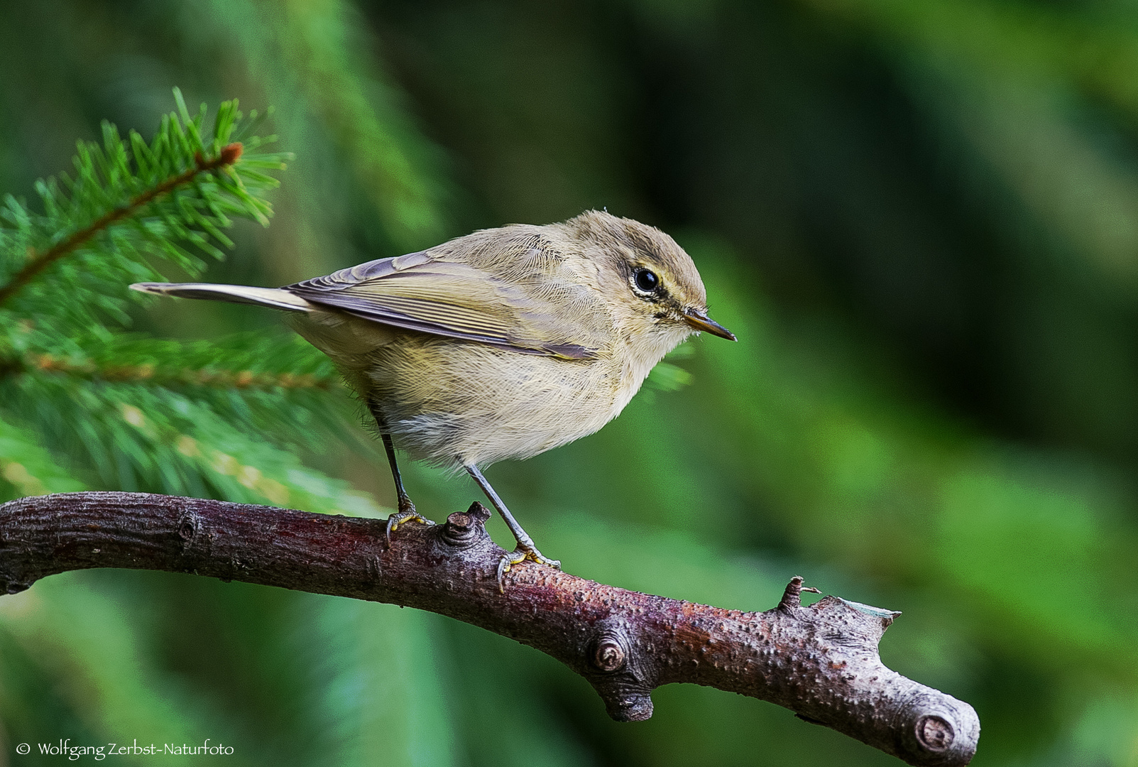 - ZILPZALP - ( Phylloscopus collybita ) Foto & Bild | fotos, world ...
