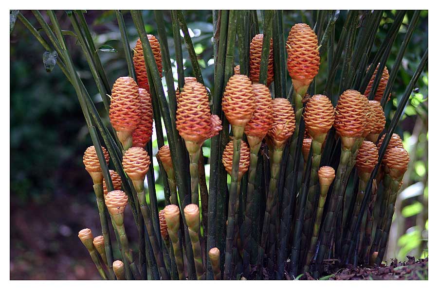 Zingiber Spectabilis Foto & Bild | pflanzen, pilze & flechten, blüten ...