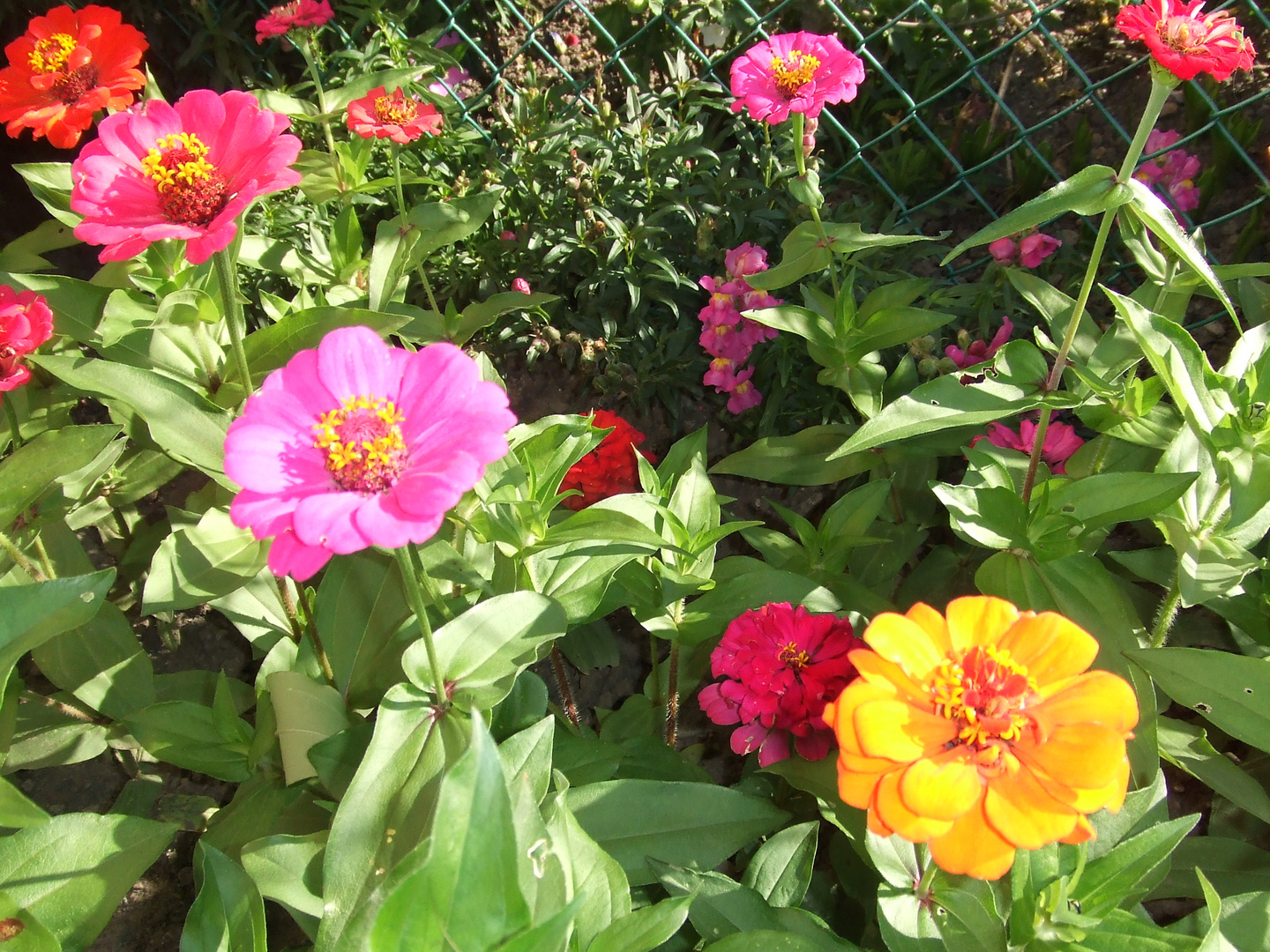 Zinia photo et image | fleurs, mon album, nature Images fotocommunity