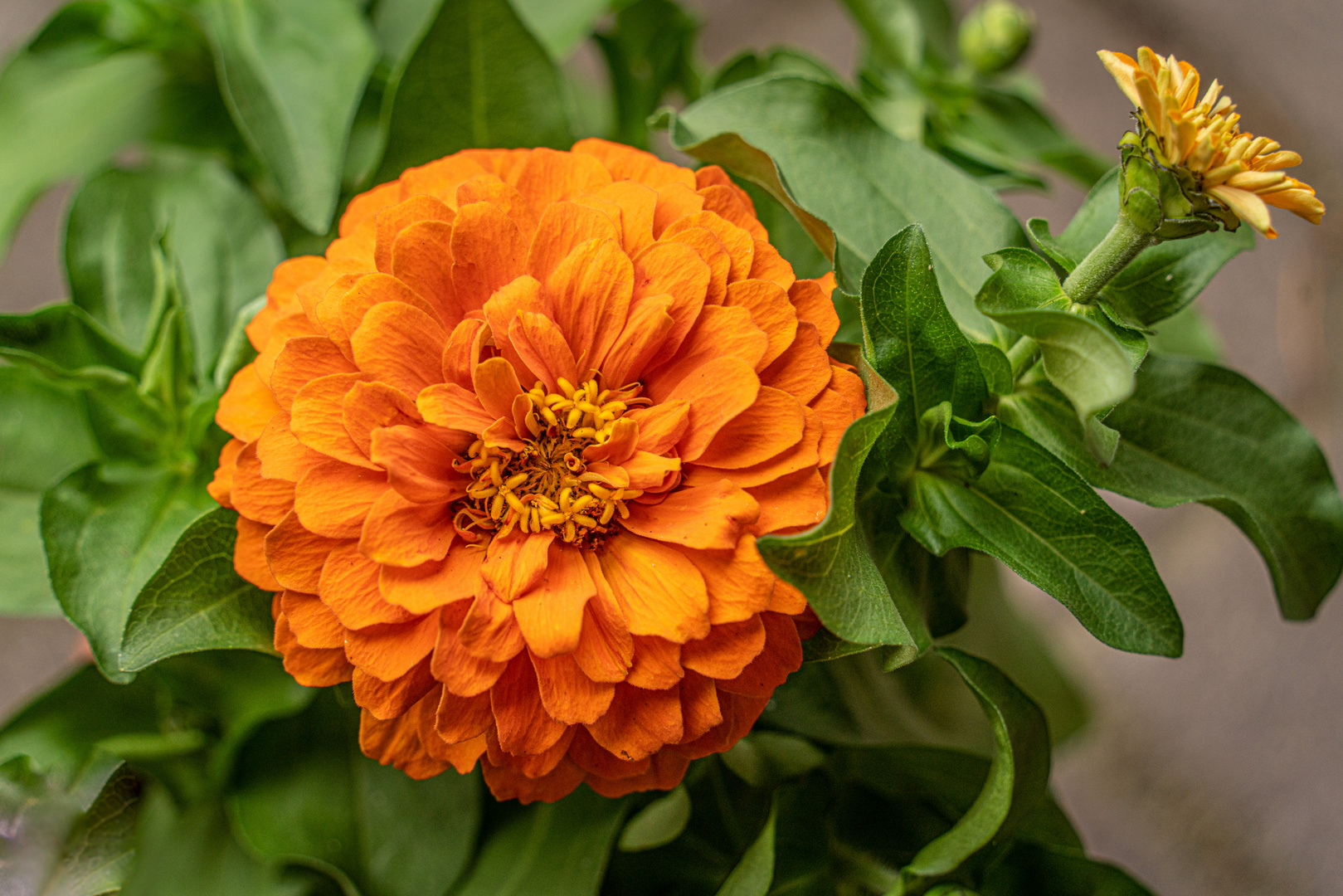 Zinnie Foto & Bild | pflanzen, pilze & flechten, blüten ...