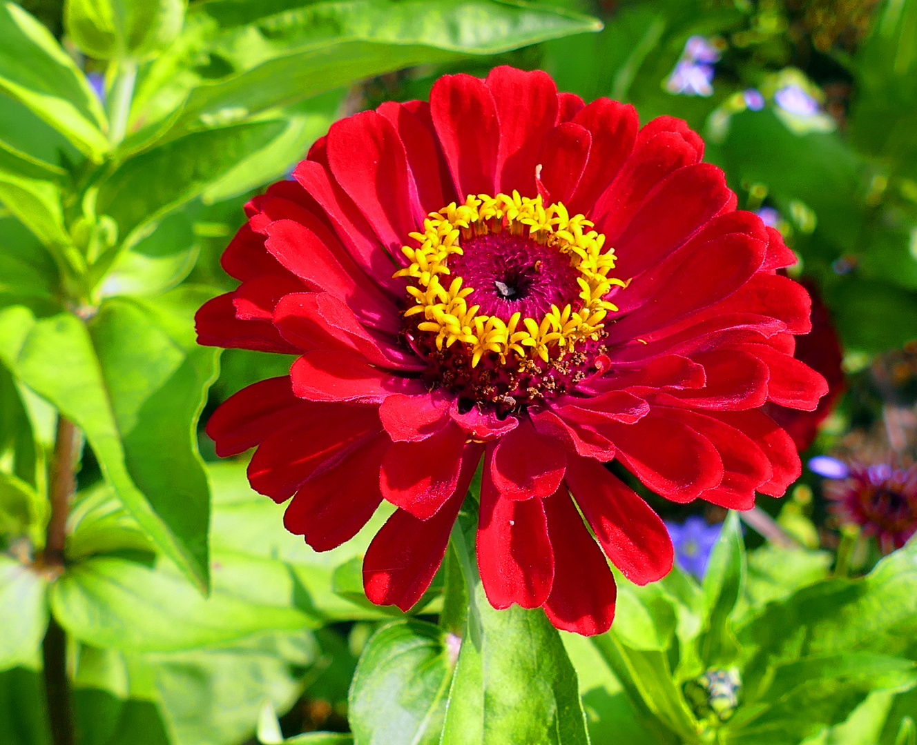 Zinnie Foto & Bild | pflanzen, pilze & flechten, blüten ...