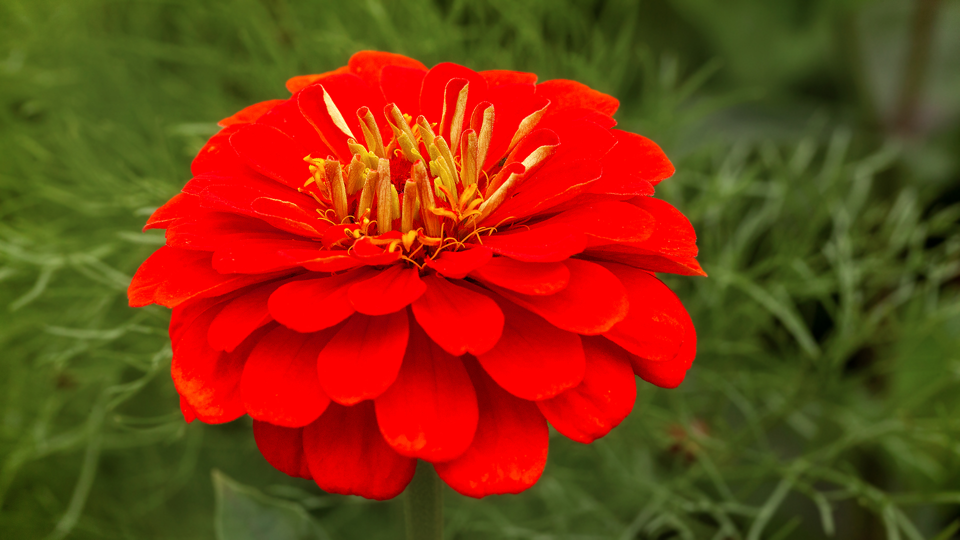 Zinnie Foto & Bild | spezial, sommer, grün Bilder auf fotocommunity