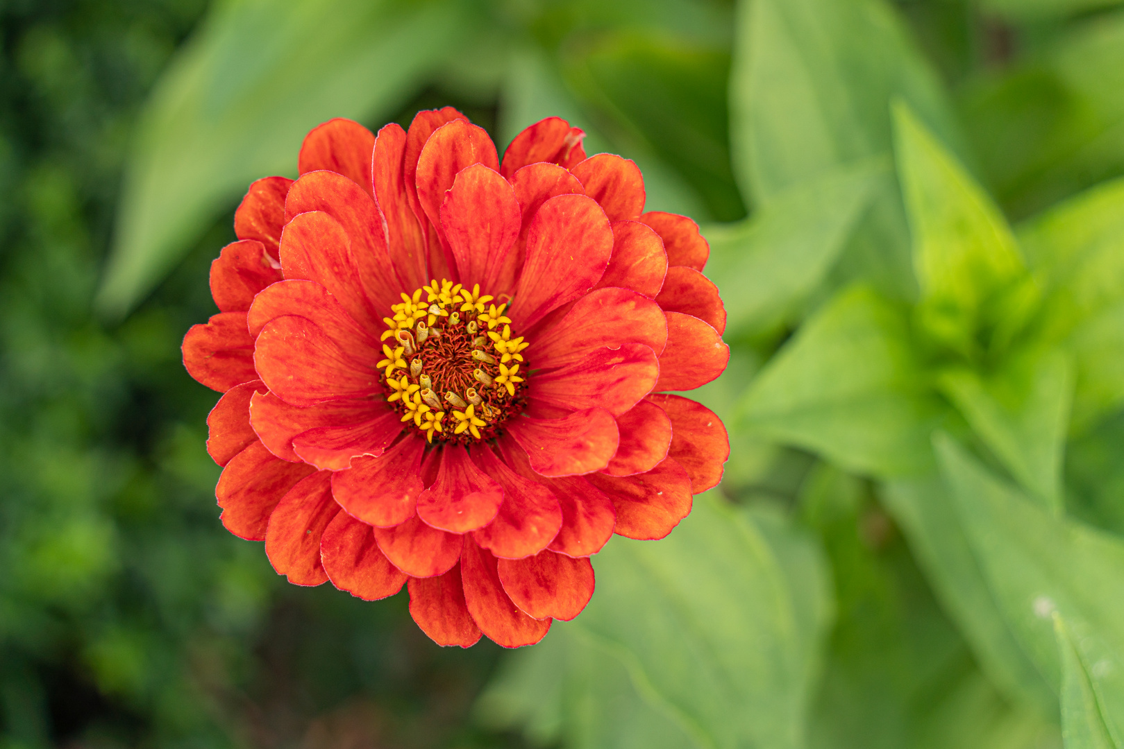 Zinnie II Foto & Bild | rot, natur, pflanzen Bilder auf fotocommunity