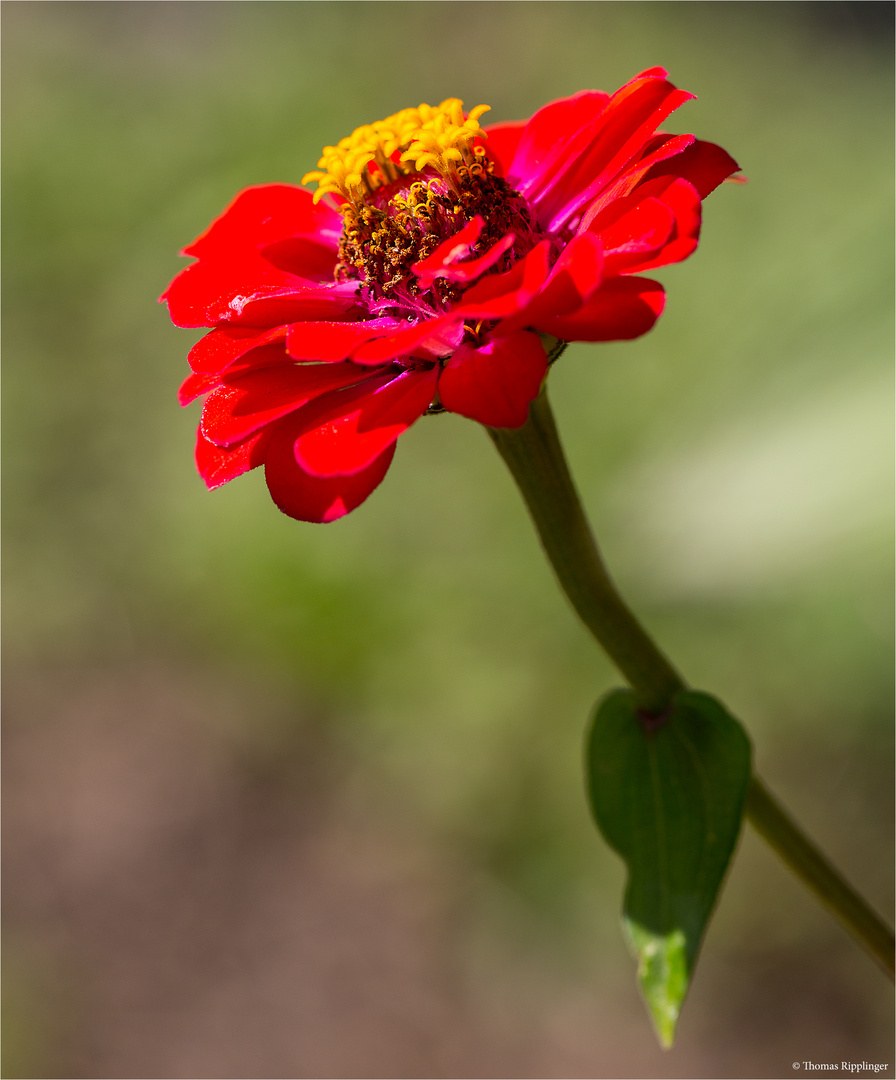 Zinnie (Zinnia elegans).. Foto & Bild | pflanzen, pilze & flechten ...