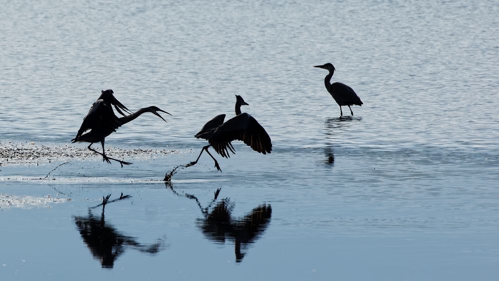 Zisch ab! Foto & Bild | tiere, wildlife, wild lebende vögel Bilder auf ...