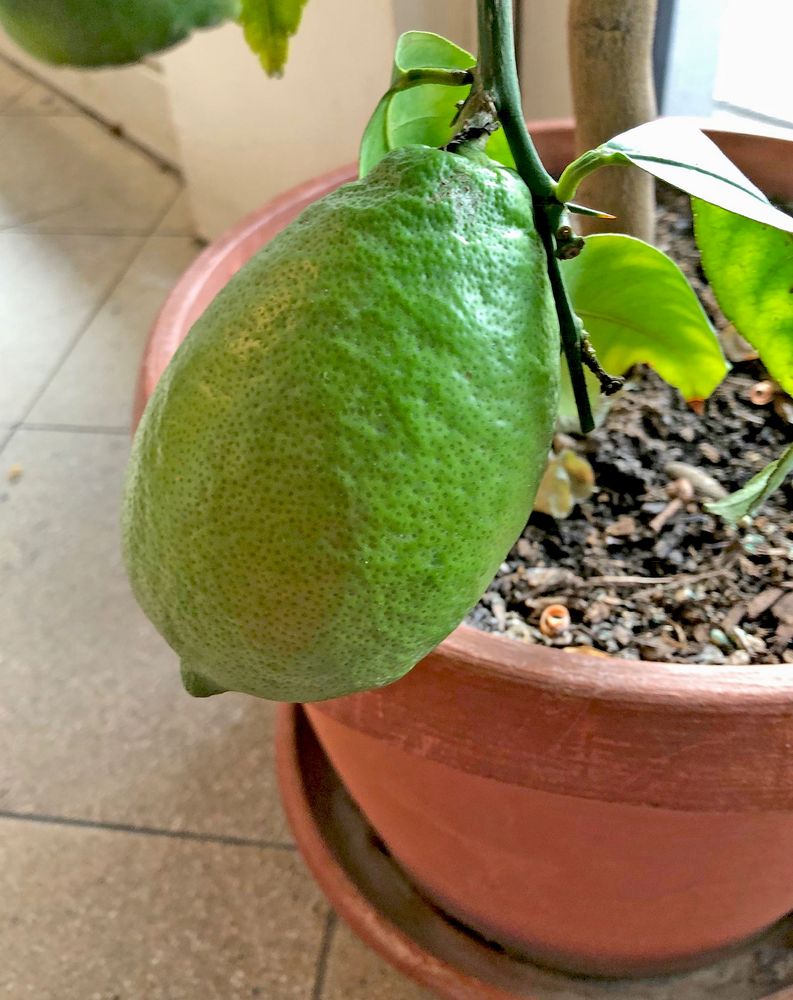 Zitrone Foto & Bild | natur, pflanzen, zitrusbaum Bilder auf fotocommunity