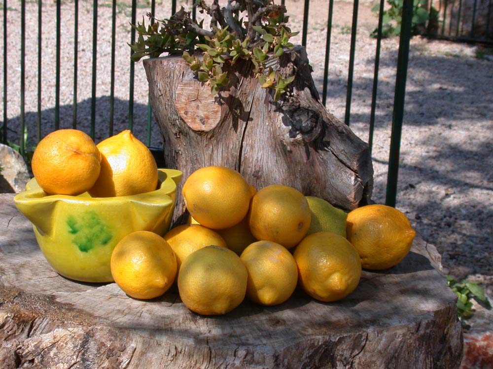 Zitronen Foto & Bild | europe, balearic islands, spain Bilder auf ...