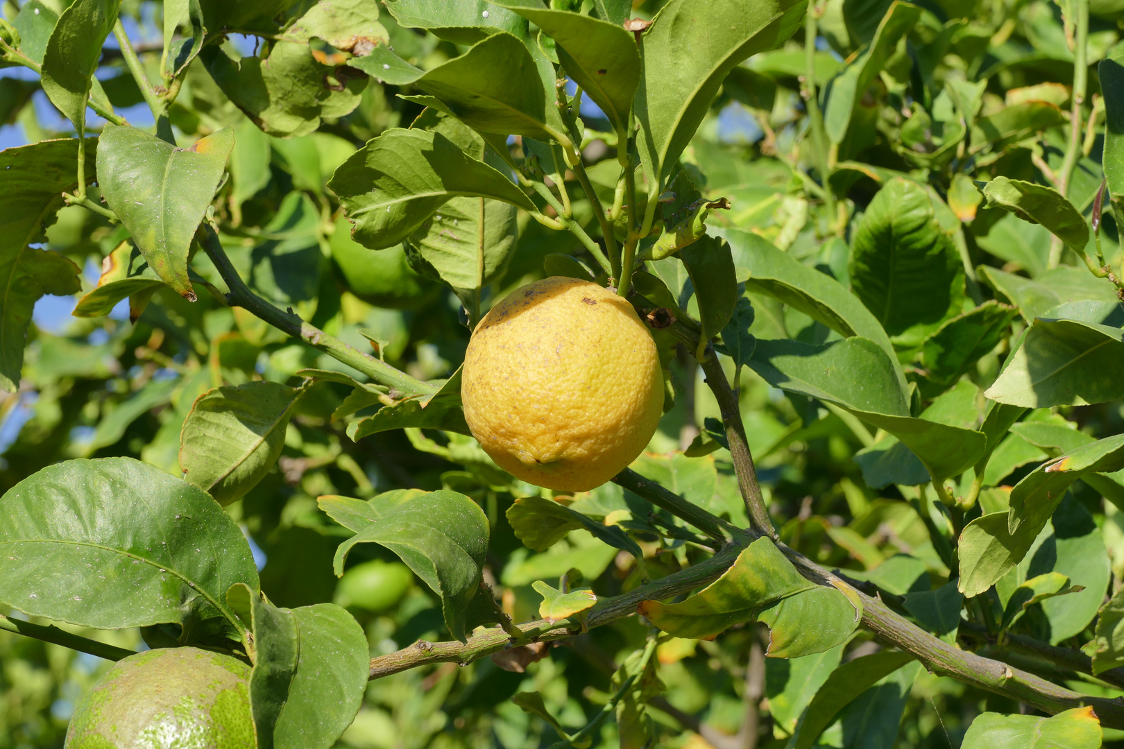 Zitronenbaum Foto & Bild | fotos, griechenland, kreta Bilder auf ...