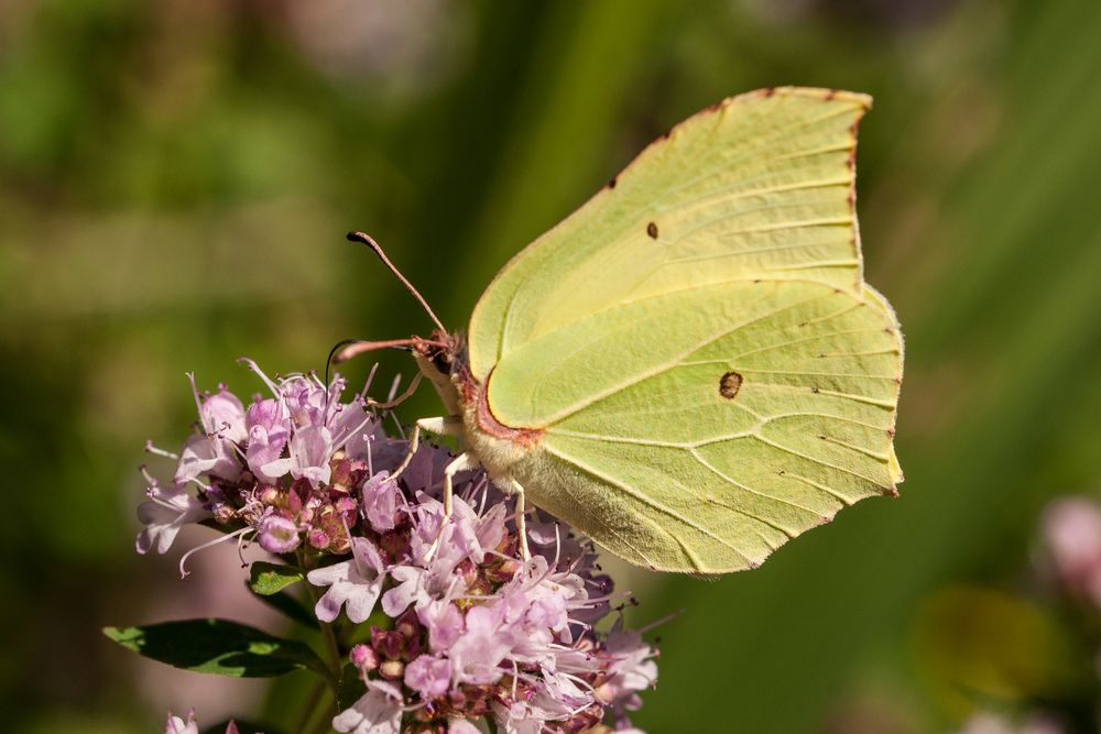 Zitronenfalter 4649 Foto & Bild | tiere, wildlife, schmetterlinge Bilder auf fotocommunity