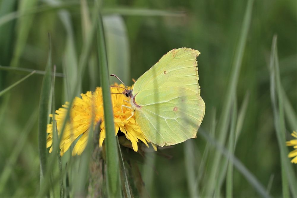Zitronenfalter Foto & Bild | tiere, wildlife, schmetterlinge Bilder auf fotocommunity