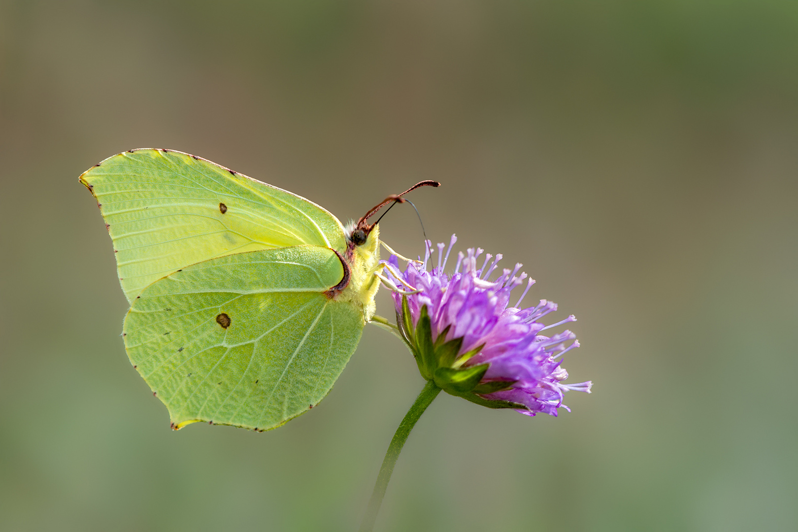 Zitronenfalter Foto & Bild | natur, blüte, insekten Bilder auf fotocommunity