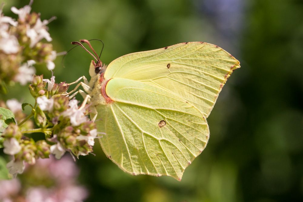 Zitronenfalter bei Nahrungssuche Foto & Bild | tiere, wildlife, schmetterlinge Bilder auf ...