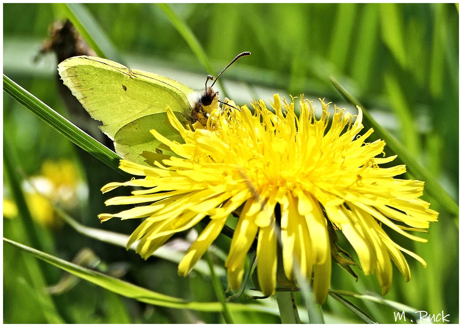 Zitronenfalter beim Nektar sammeln ! Foto & Bild | tiere, wildlife ...