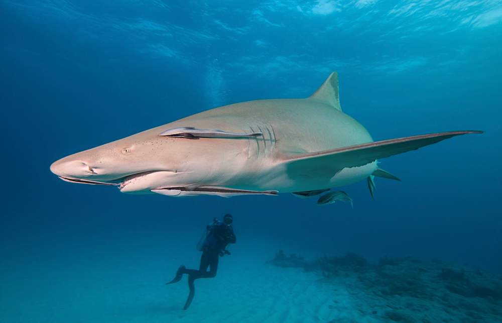 Zitronenhai - Negaprion brevirostris Foto & Bild | unterwasser, uw ...