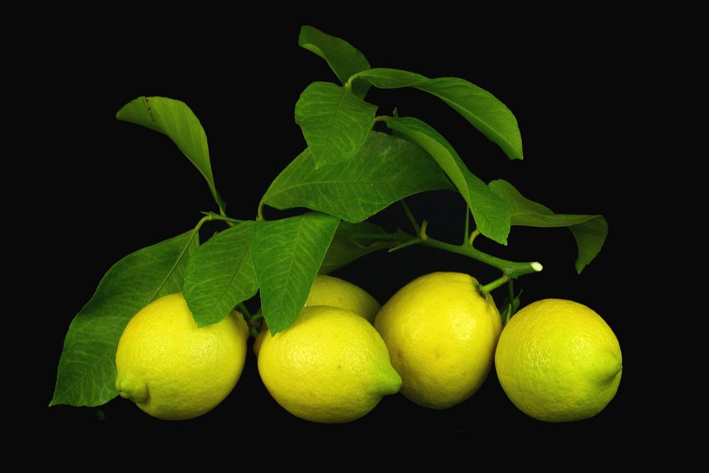 Zitrusfrüchte g Foto & Bild | stillleben, food-fotografie, obst ...