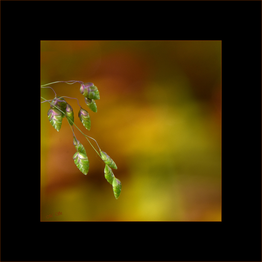 ZiTtErN Foto & Bild | natur, pflanzen, blüten Bilder auf fotocommunity