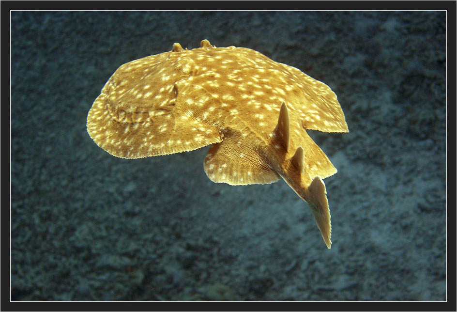 Zitterrochen - St. John`s Reef Foto & Bild | tiere, wildlife, natur ...