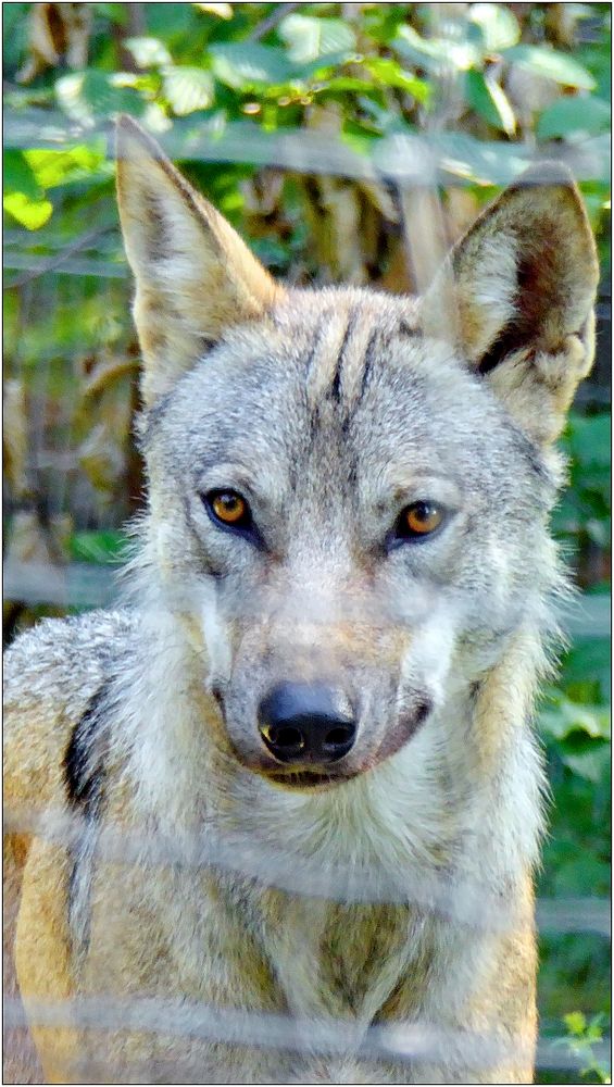 ZOO 192 ... Foto & Bild | tiere, zoo, wildpark & falknerei, säugetiere ...