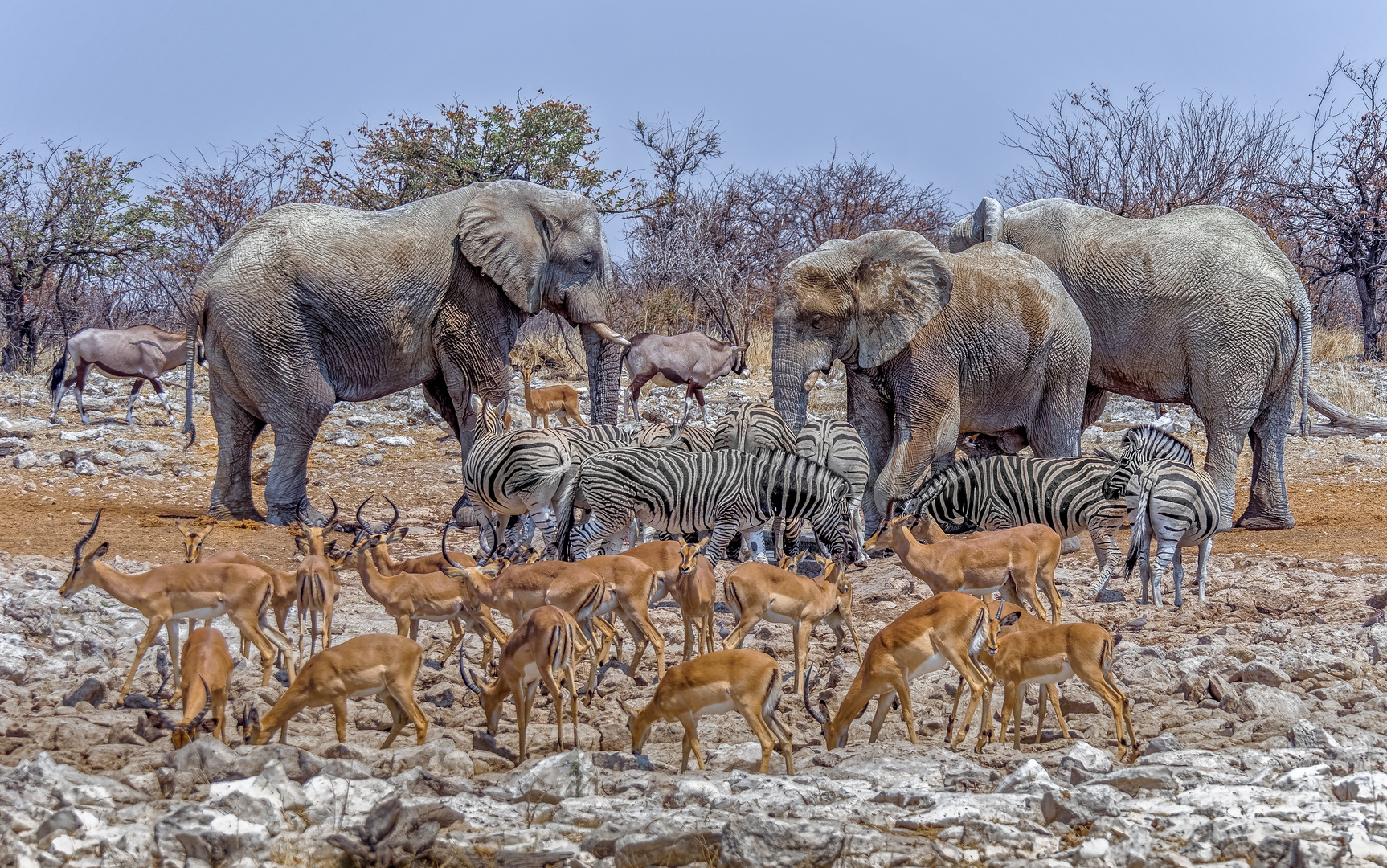Zoo? Foto & Bild | elefant, namibia, tiere Bilder auf fotocommunity
