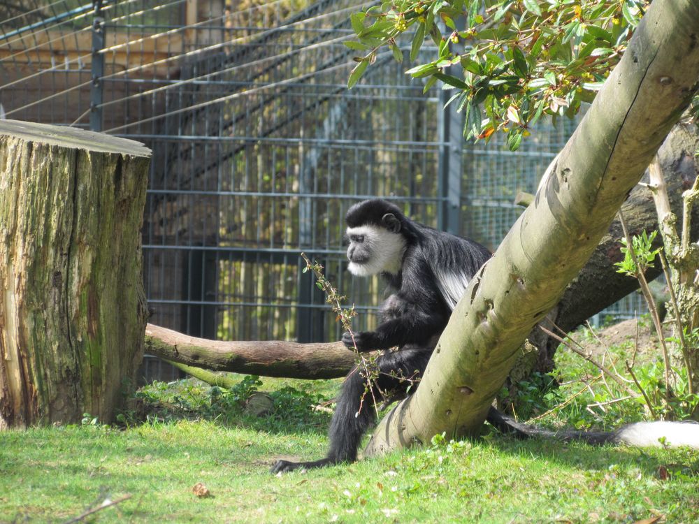 Zoo Foto & Bild | tiere, zoo, wildpark & falknerei, säugetiere Bilder auf fotocommunity
