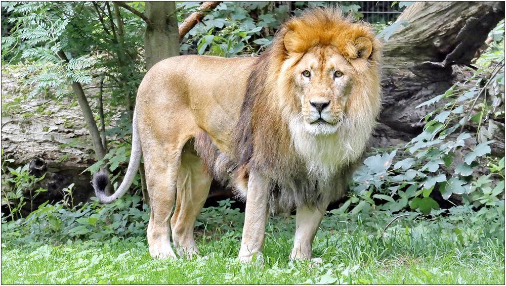 ZOO 619 ... Foto & Bild | tiere, zoo, wildpark & falknerei, säugetiere Bilder auf fotocommunity