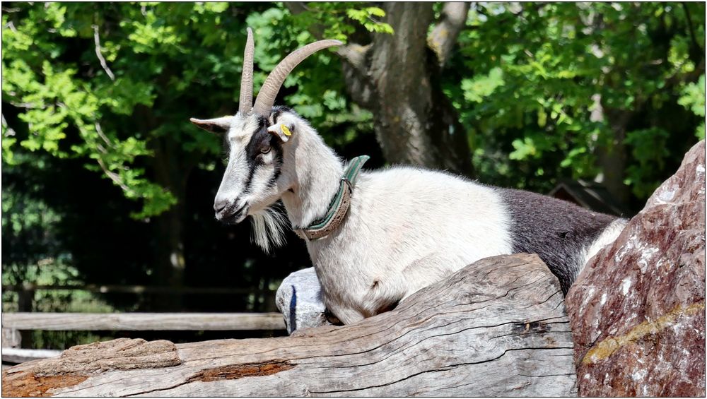 ZOO 657 ... Foto & Bild | tiere, zoo, wildpark & falknerei, säugetiere Bilder auf fotocommunity