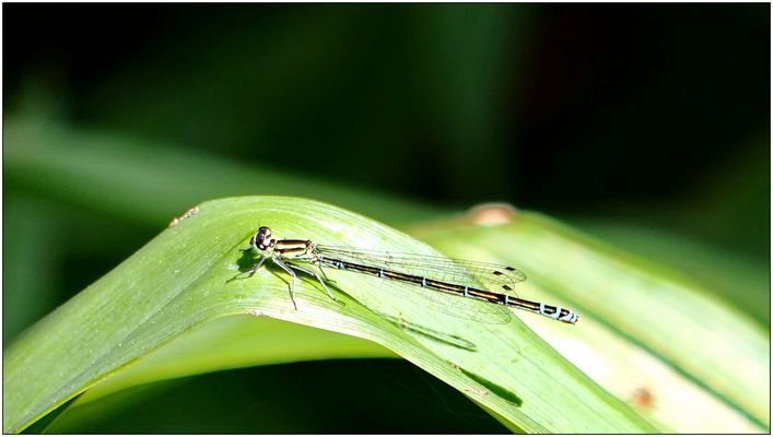 Libellen Bilder & Fotos