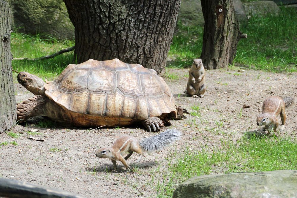 Zoo Cottbus: Die Geruhsame und die Hyperaktiven Foto & Bild | tiere ...