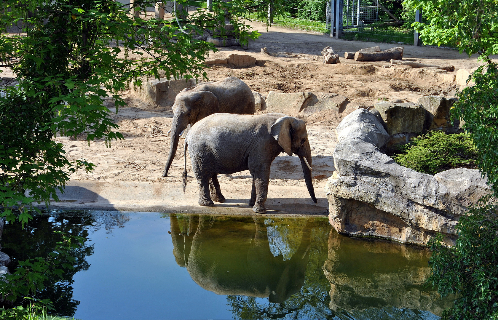 Zoo Dresden Foto & Bild | tiere, zoo, wildpark & falknerei, jürgen ...