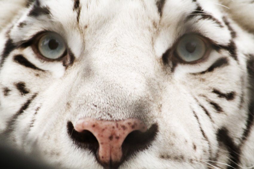 Tigre Blanco Comiendo